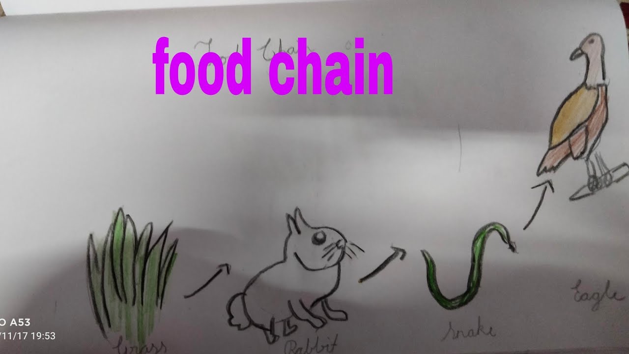 //food chain//drawing of food chain process of living thing// //science ...