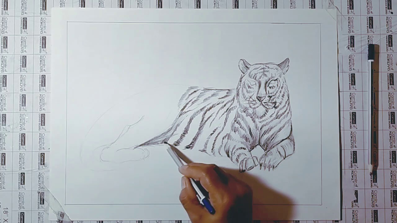 How to draw a Tiger by using pencil shading - YouTube
