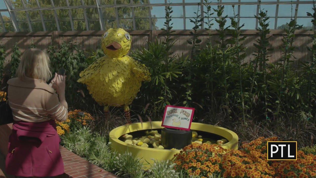 A look at Phipps Conservatory's fall flower show - YouTube