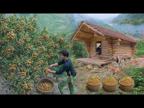 Gartenarbeit,Erdnüsse anbauen,Kochen Blockhütte. Longanfrüchte ernten Markt verkaufen.Autarkes Leben