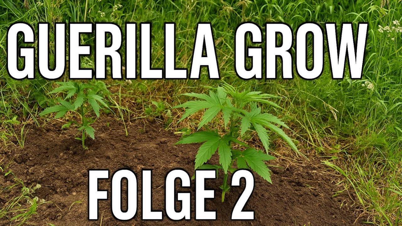 Guerilla Grow Folge 2 – Pflanzen sind draußen! Tipps & Setup 🌿⛺ # ...