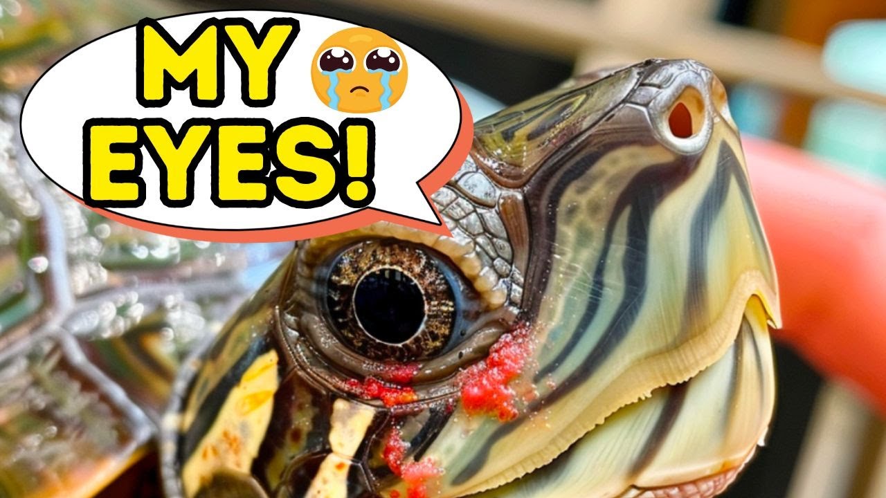 How To Treat Turtle Eye Issues? - YouTube