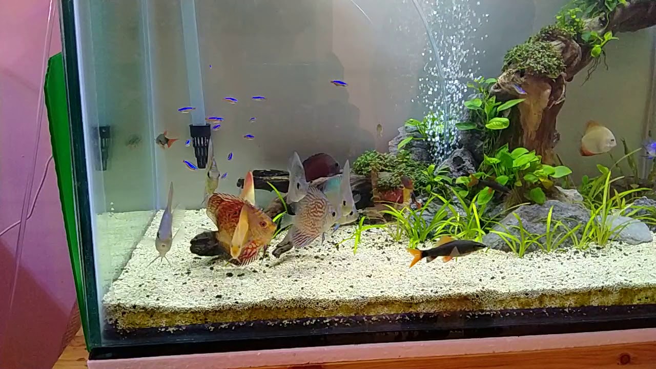 Aquarium minimalis simpel - YouTube