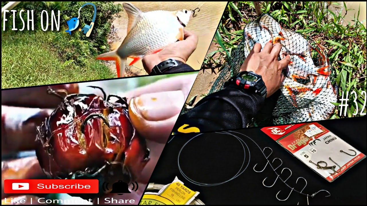 Tutorial | ikatan Perambut Mata "Jambak" | Cara Peram Umpan Sawit ...