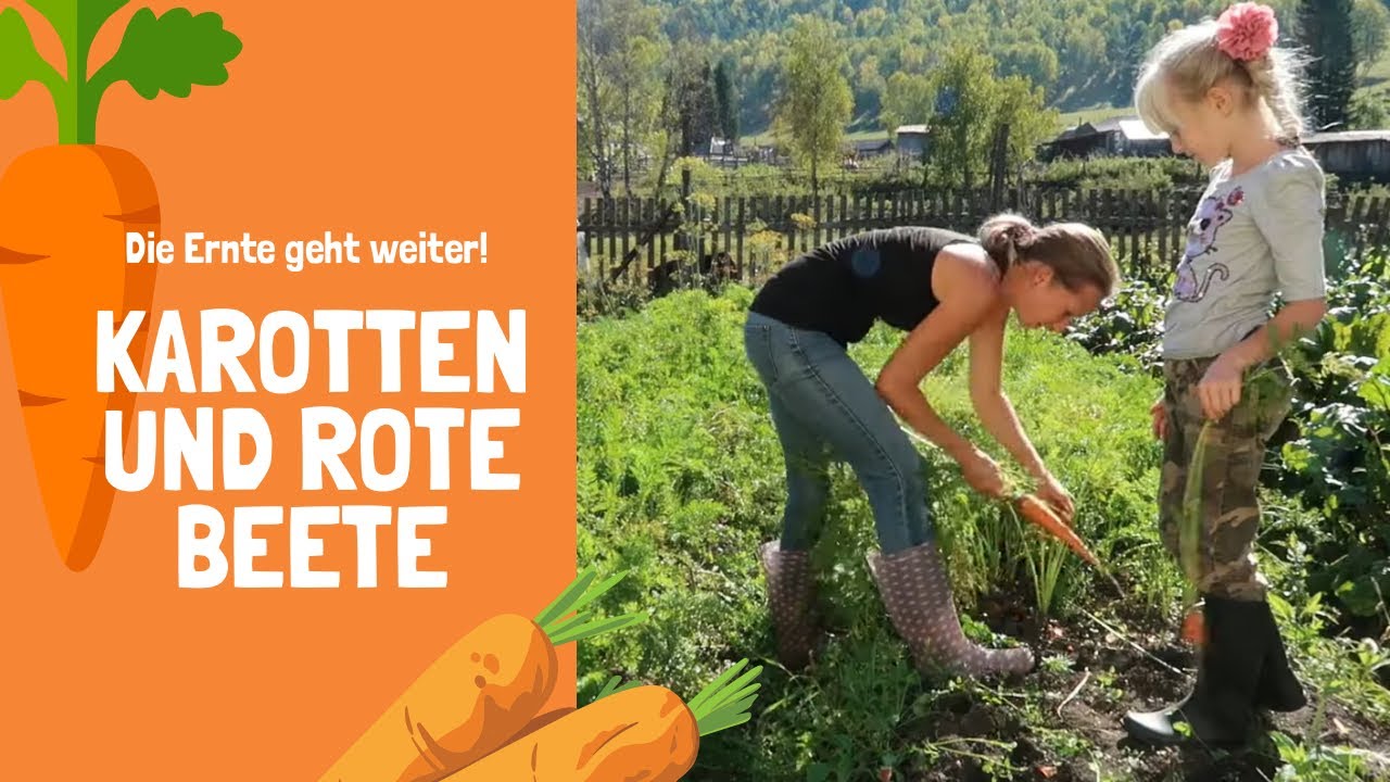 Unsere Karotten und Rote Beete Ernte in Sibirien! - YouTube
