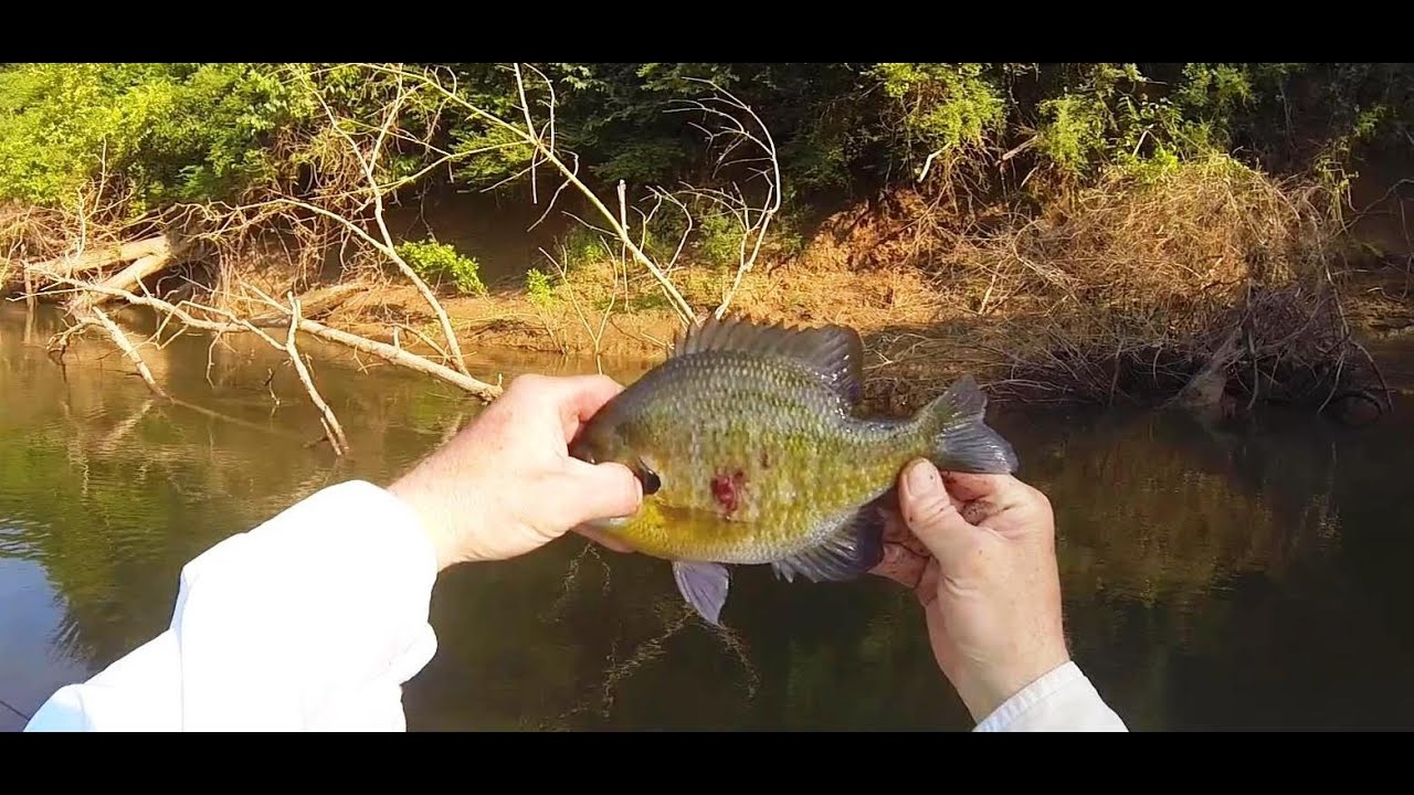 Mid-Summer on the Wateree River! (Part 4) Deep Swamp Monster Bluegill ...