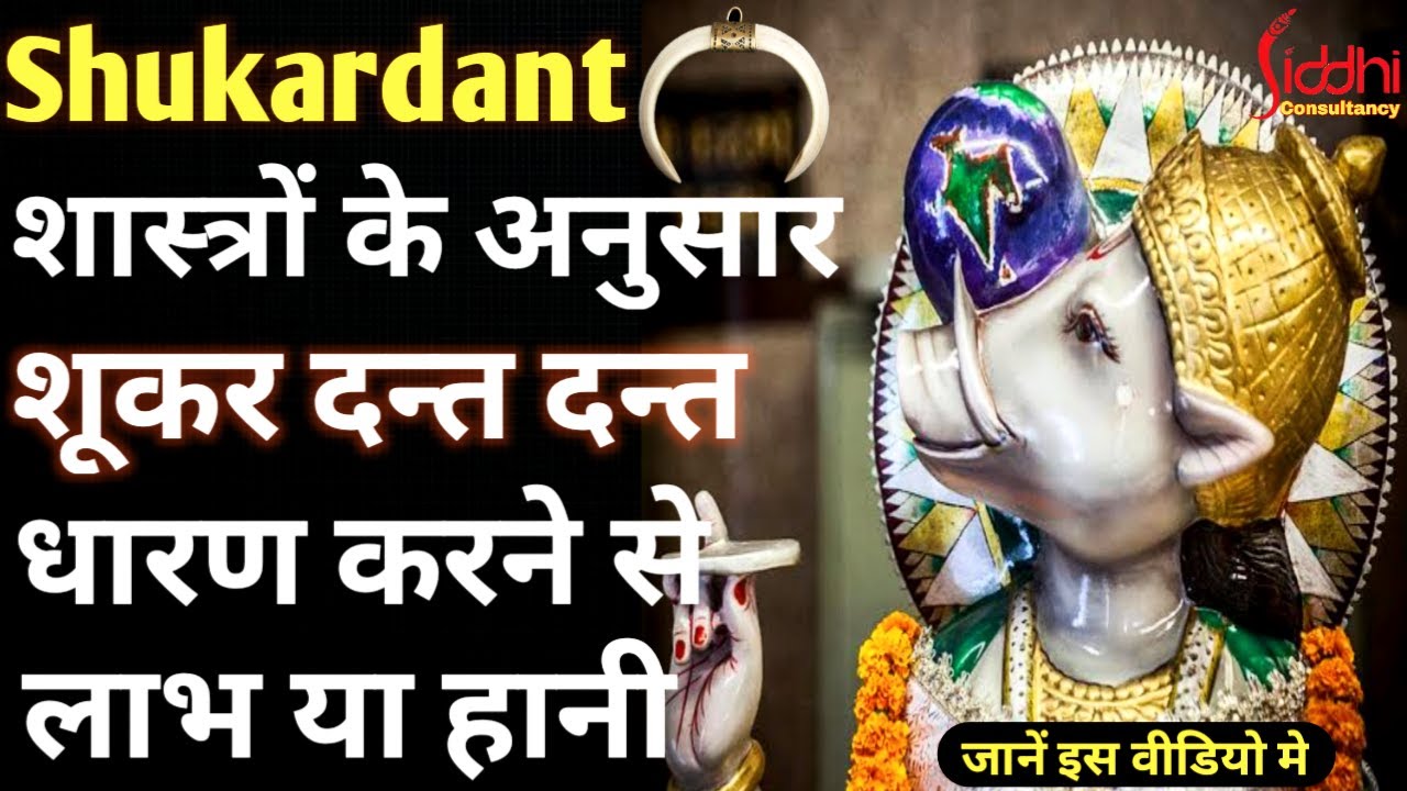 शूकर दन्त धारण करने से पहुँच सकता है आपको नुकसान / जानें शूकरदन्त ...