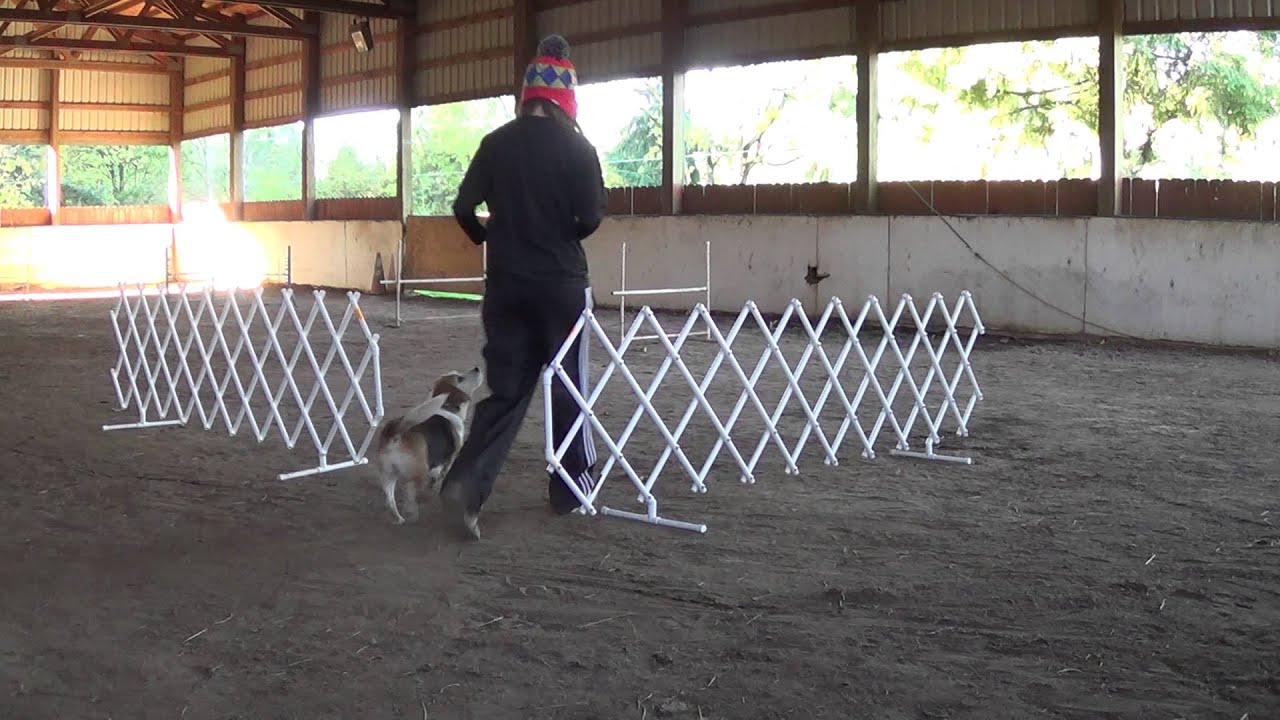 Obedience full length training session from 2014 - YouTube
