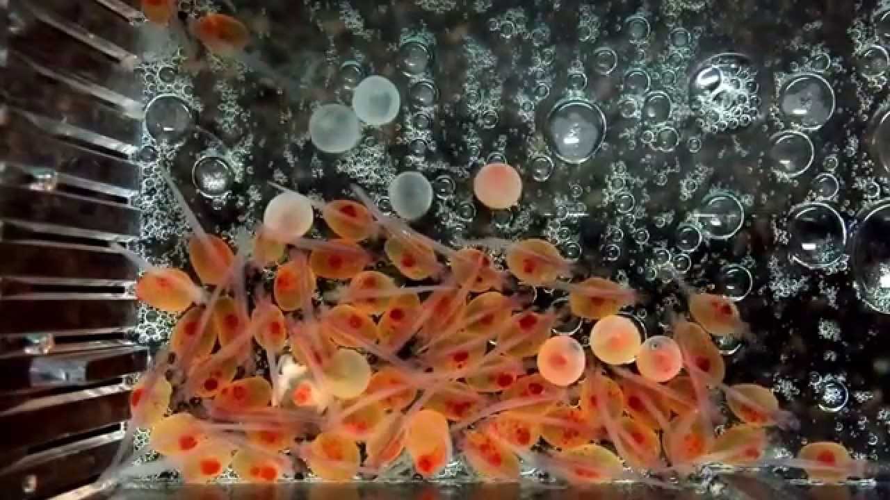 Jan 26 2015 Rainbow Trout Alevin Have Hatched YouTube jan-26-2015-rainbow-trout-alevin-have-hatched-youtube