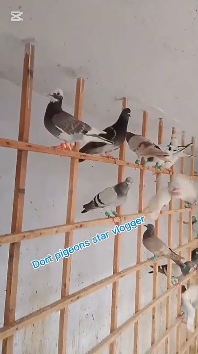 Duhan dar Fighter Pigeons// #pigeon #pigeonlaver #kabootarloft05 #lovingpigeon - YouTube