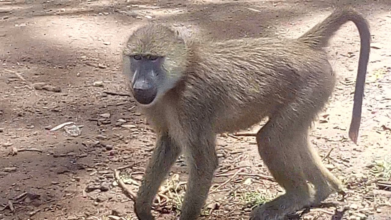 david monkey part 2 - YouTube