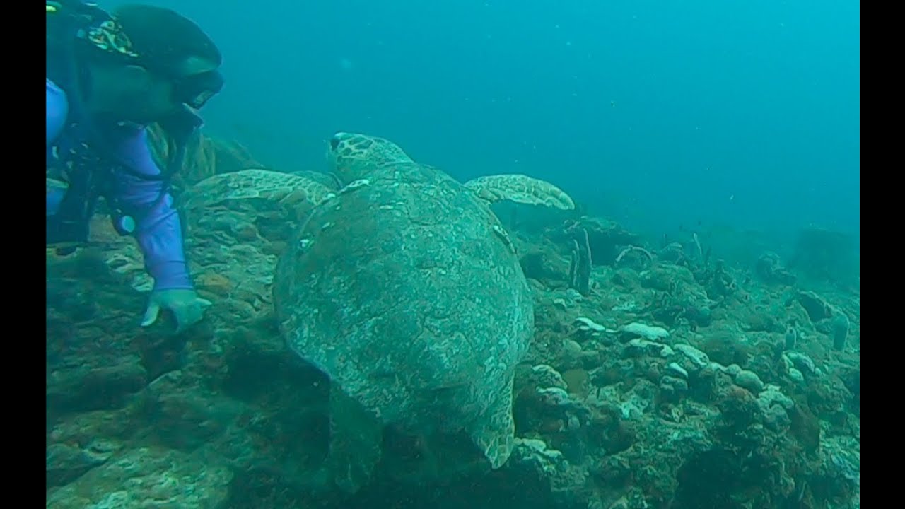 July 4th dive * Sea Turtle * Moray * Lobster - YouTube
