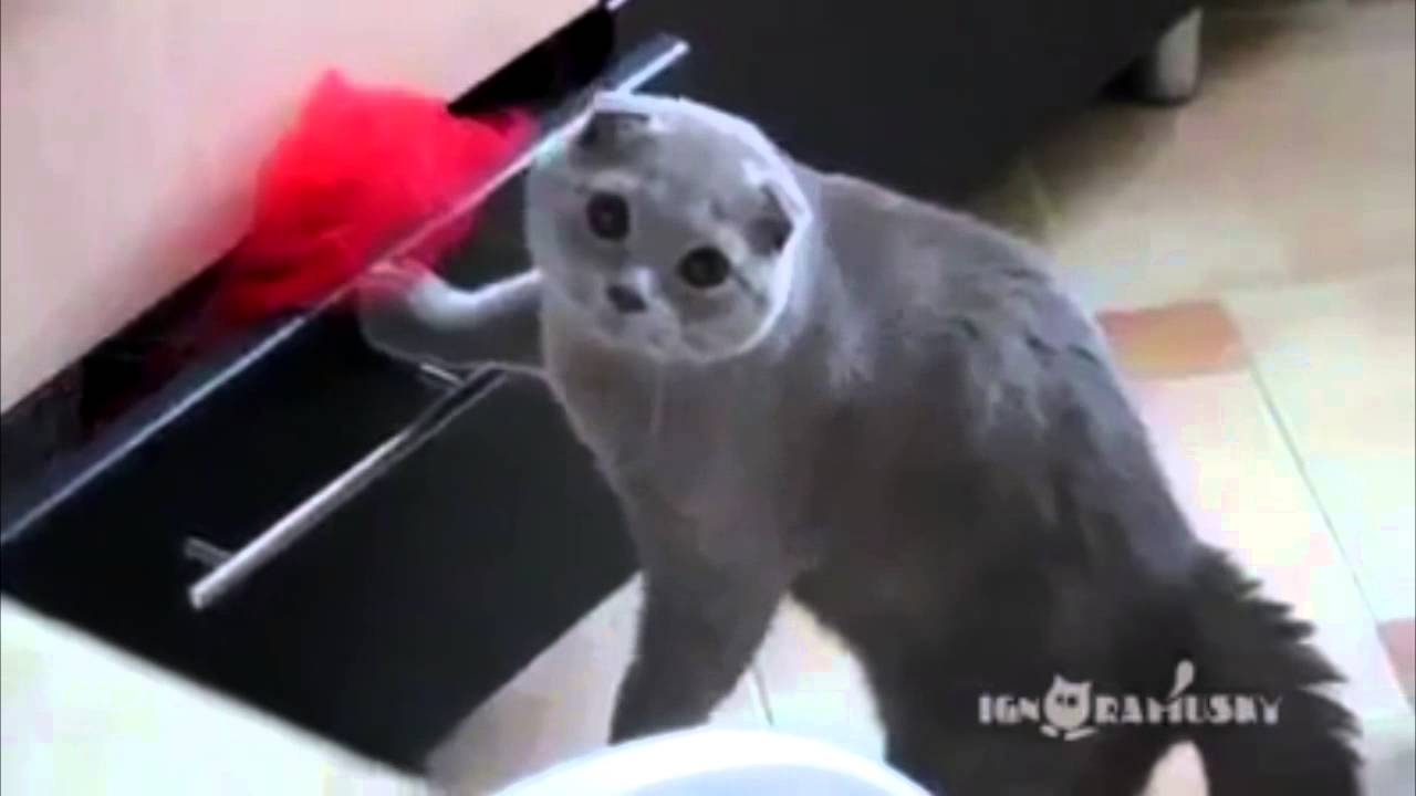 Cat got busted - YouTube