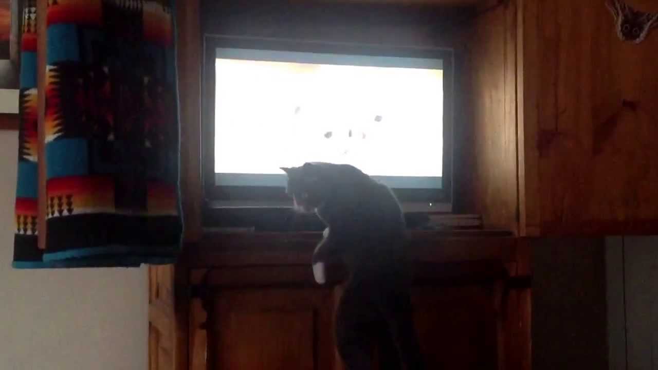 Cute cat paws at screen when animal planet is on. - YouTube