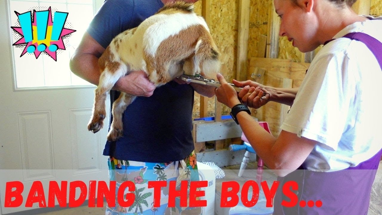 The BOYS LOSE their BOYS! BANDING A BABY GOAT for CASTRATION! BABY ...