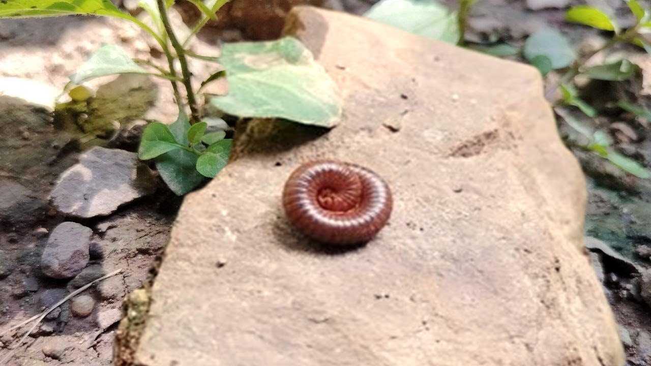 Giant millipede relaxes on stones near grass - YouTube