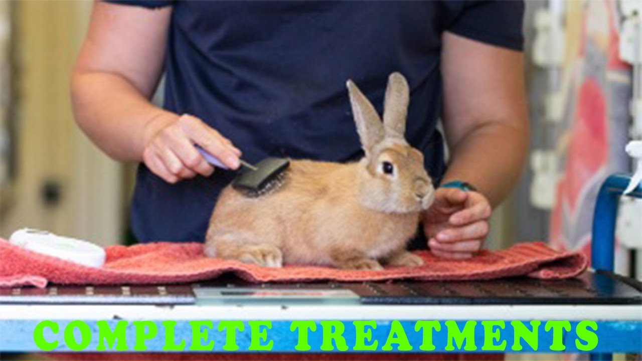 Treatment of Poisoning in Rabbits - YouTube