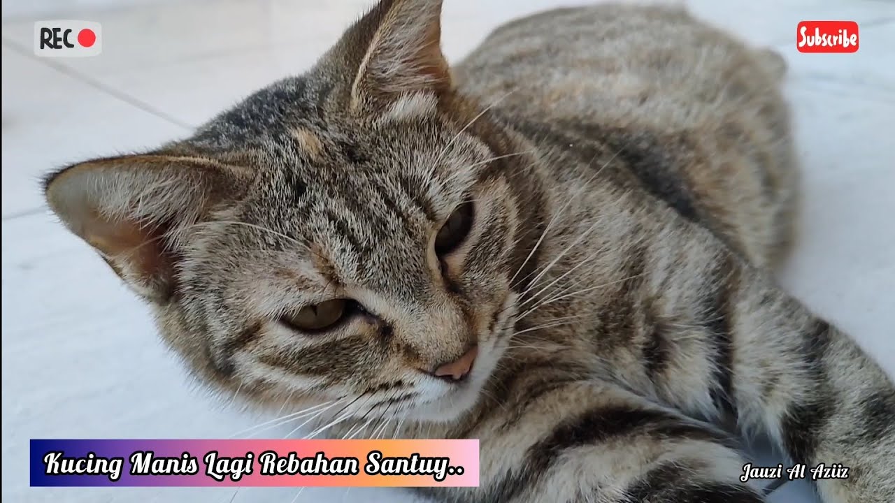 Kucing Manis Rebahan Santuy - YouTube