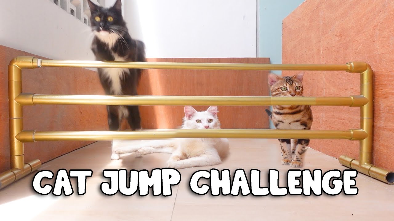 CAT JUMP CHALLENGE - YouTube