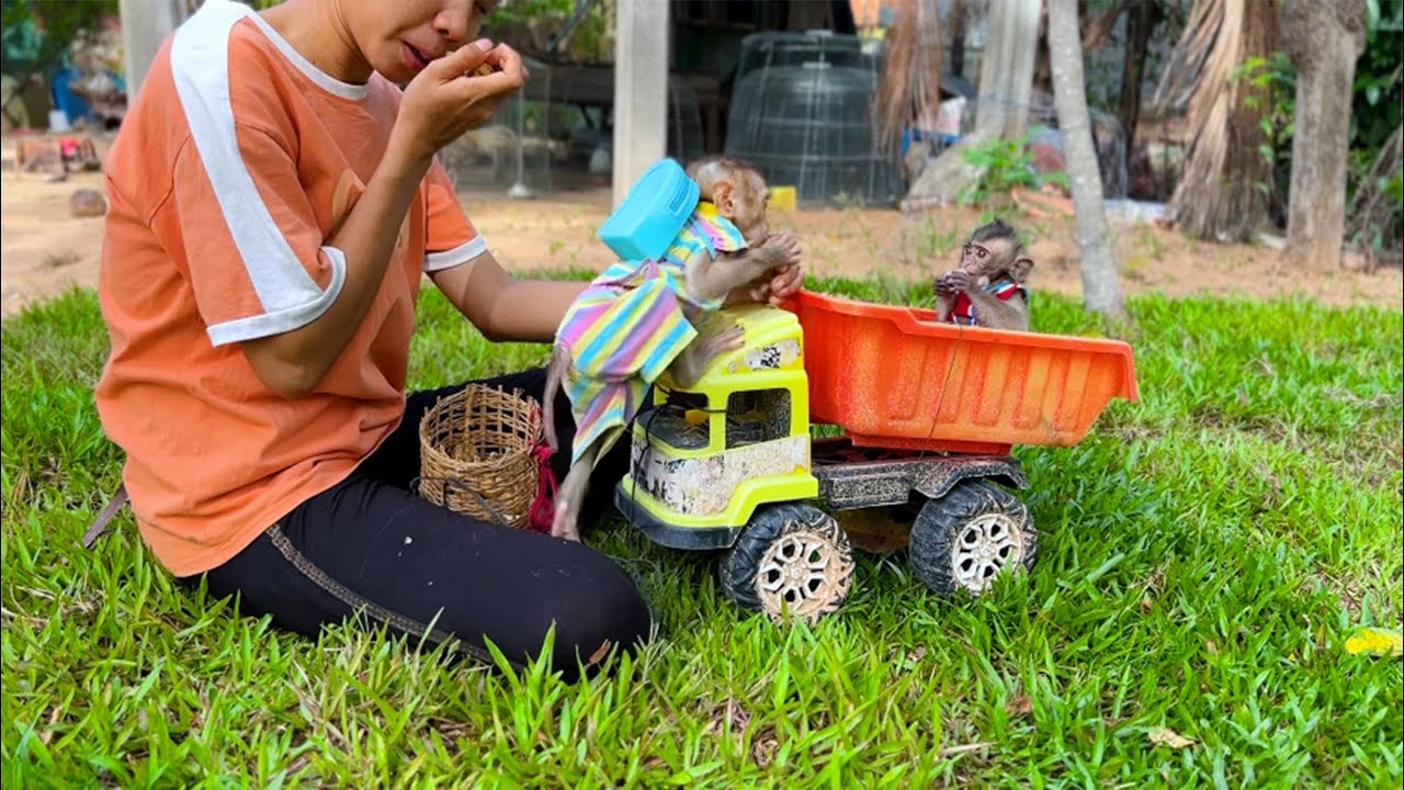 Monkey DoDo So Happy To Play With YoKO Monkey😂 - YouTube