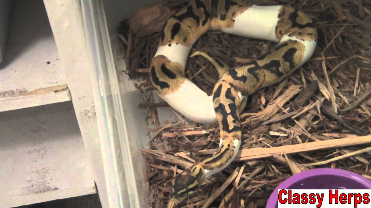Snake Classification!- ClassyHerps - YouTube