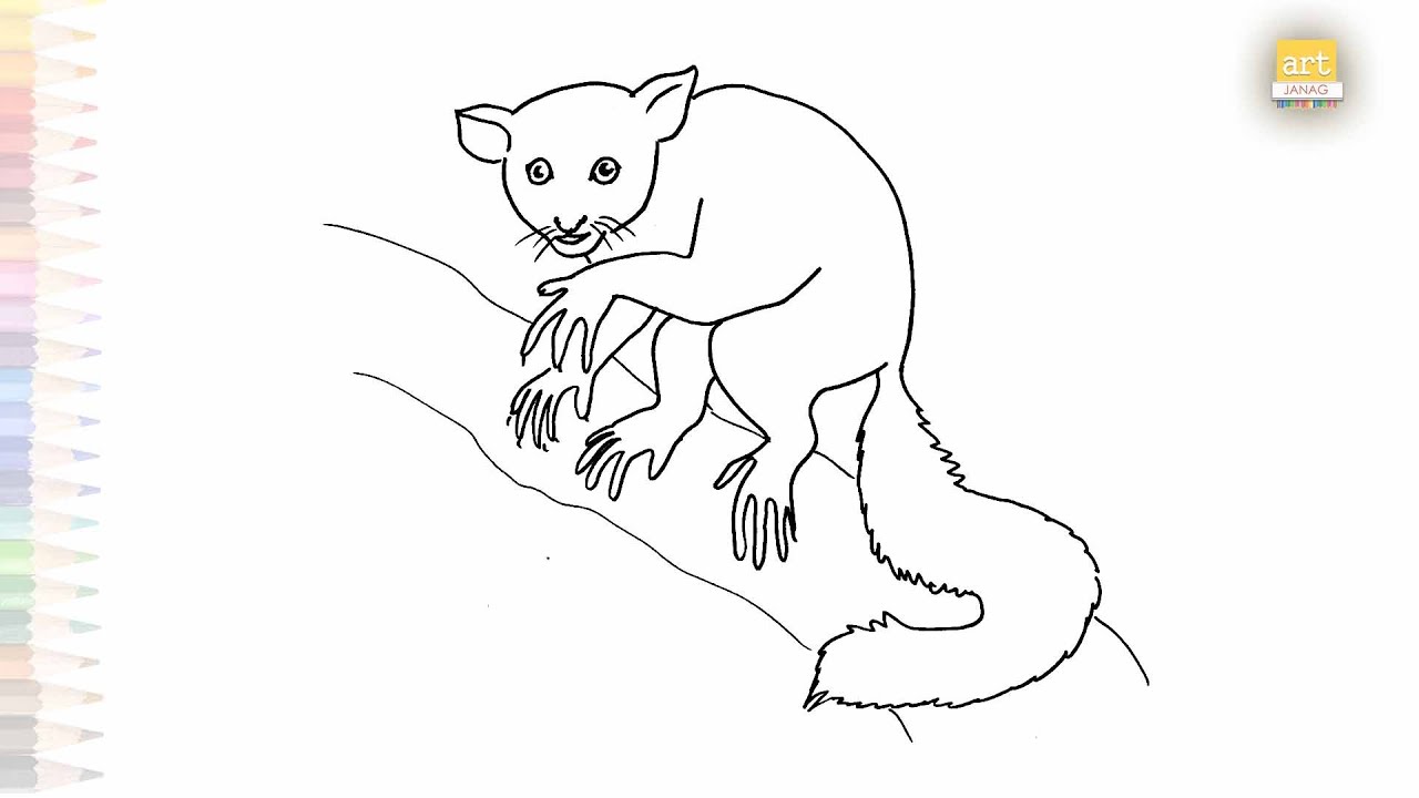 Aye aye drawing easy | Primate sketches | How to draw Aye-aye step by ...
