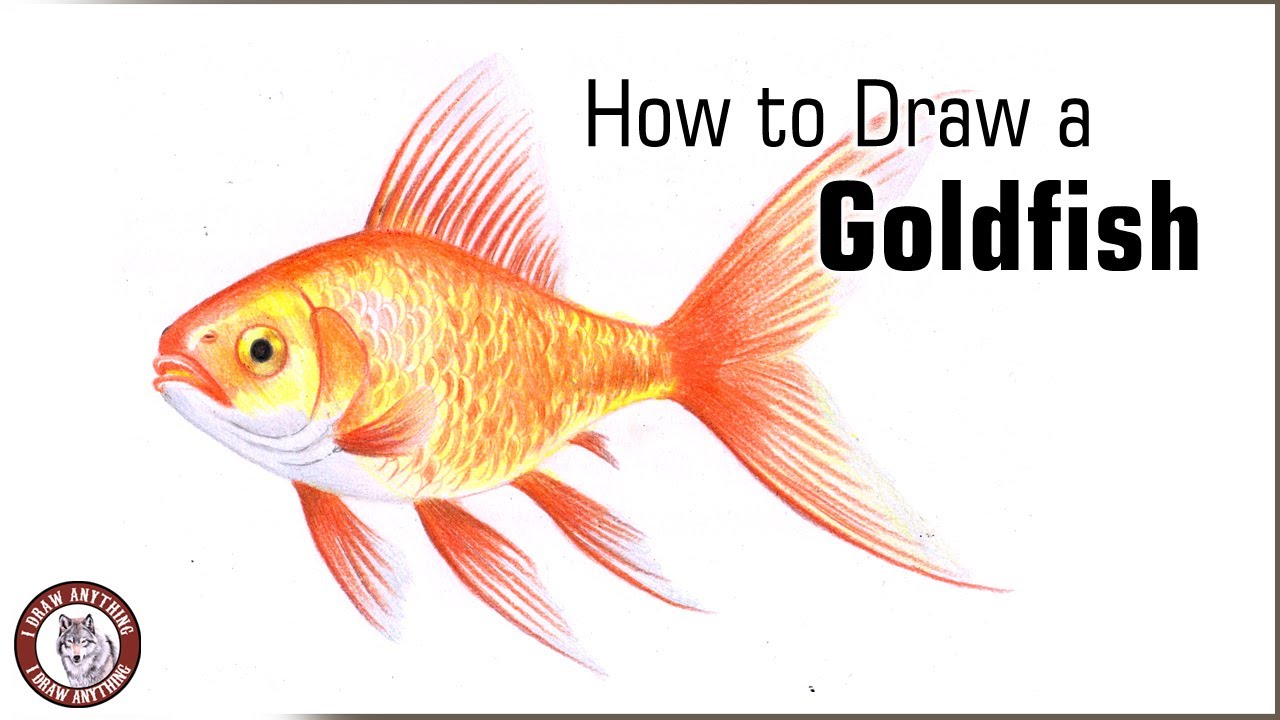 How to Draw a Goldfish - Colored Pencil Drawing - YouTube