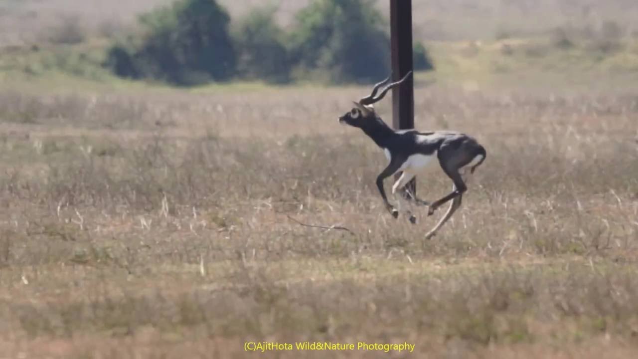 Beautiful BlackBuck on the run - YouTube