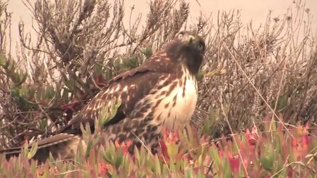 Wildlife Photography Cooper's Hawk Eating Gopher - YouTube