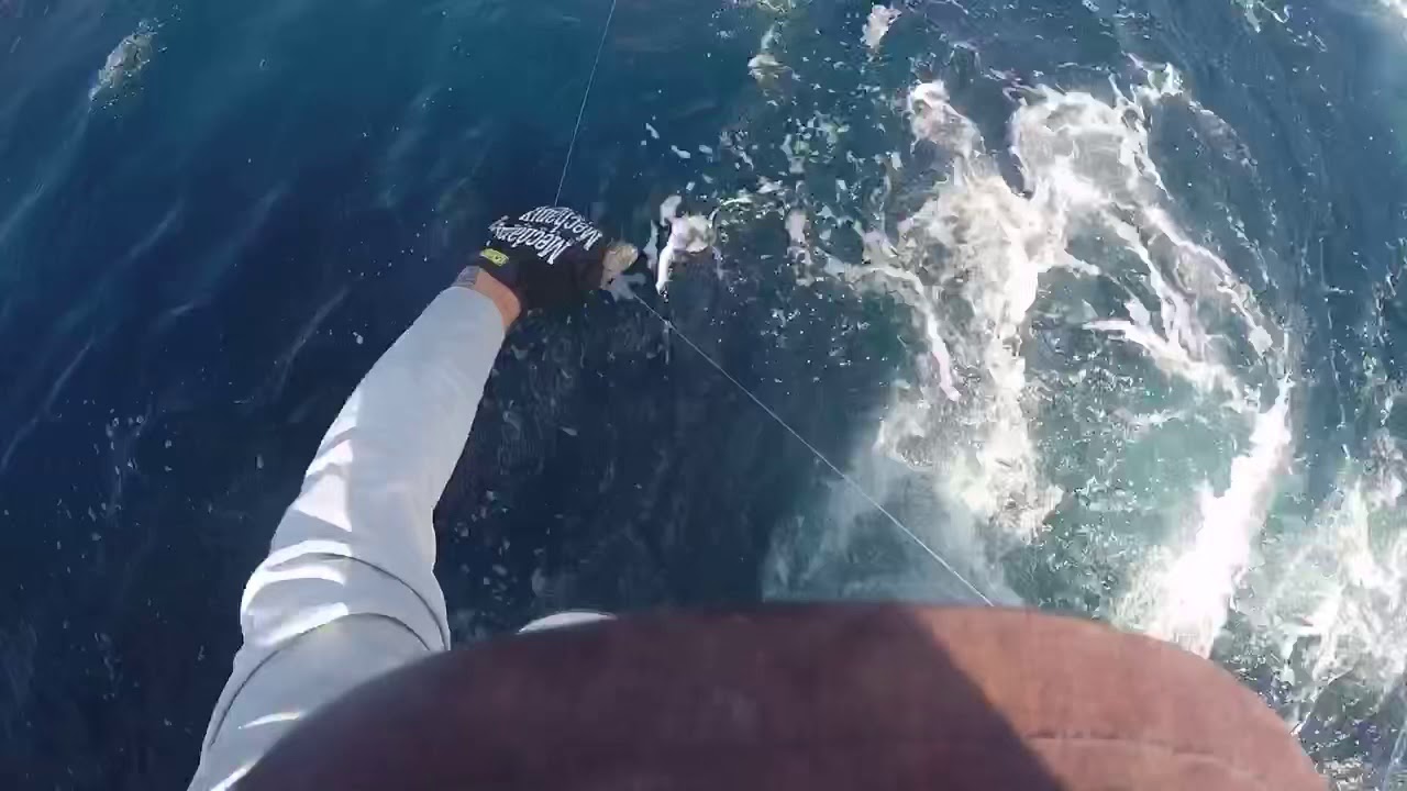 White Marlin catch and release last season - YouTube