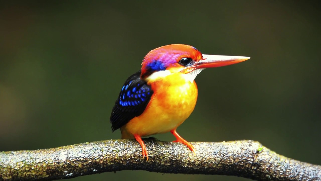 Oriental dwarf king fisher Juvenile - YouTube
