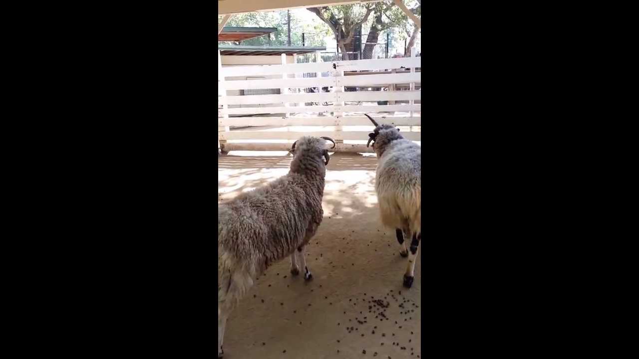 Sheep making funny sounds - YouTube