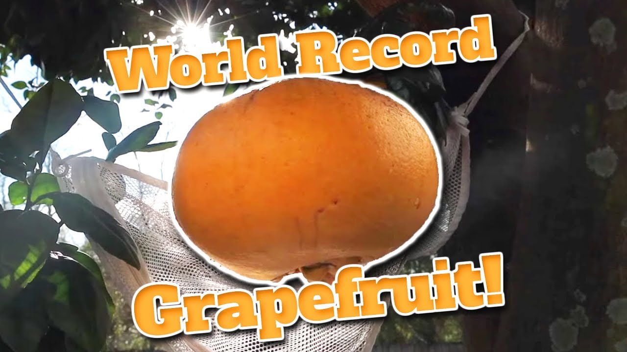 World Record Grapefruit - YouTube