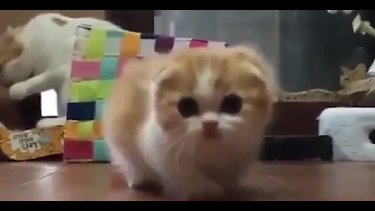 Cute Kittens Cute and Funny Kittens Playing Funny Pets by ZARGAR TECH ...