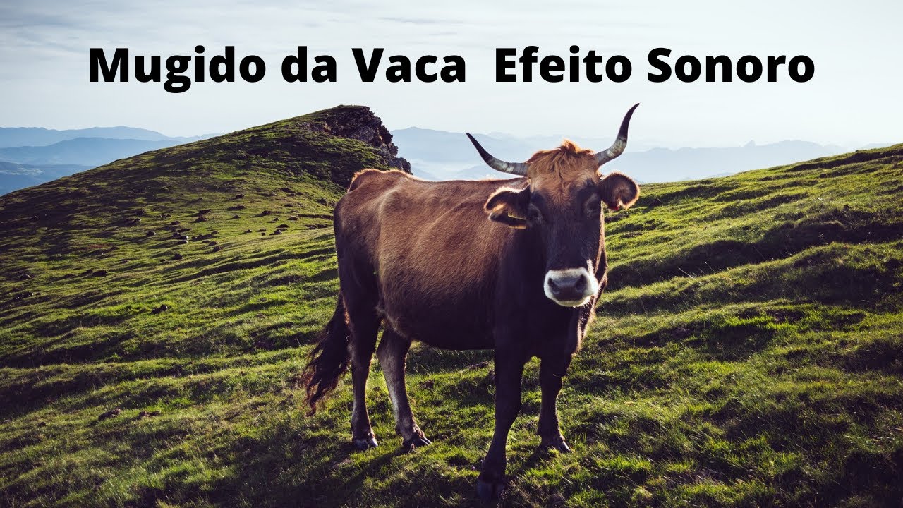 Mugido da Vaca Efeito Sonoro Cow Mooing Sound Effect गाय मूरिंग ध्वनि ...