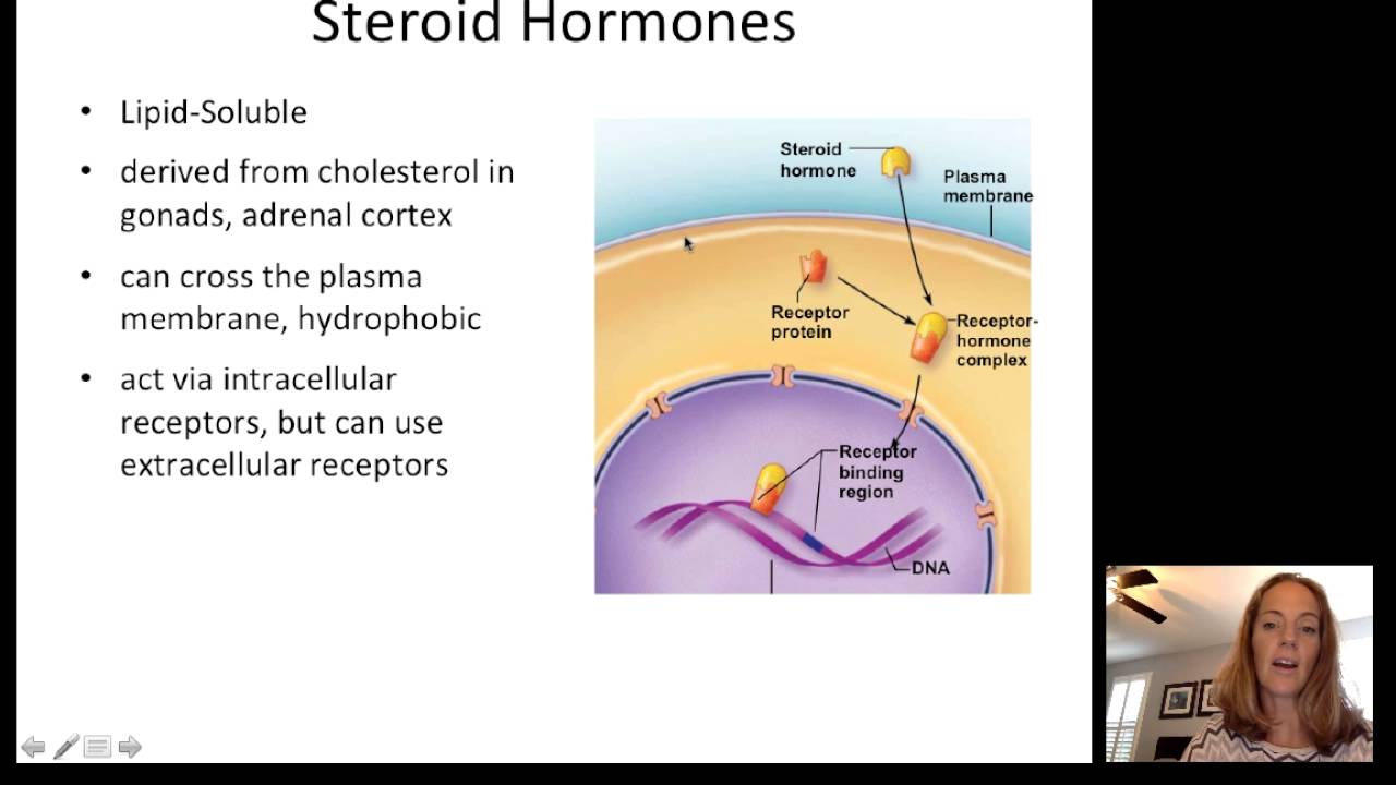 Lecture13 Endocrine Part1 Youtube