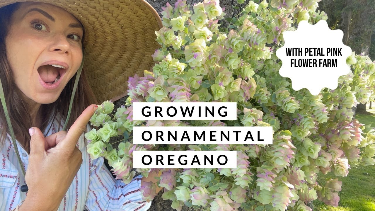 Growing Ornamental Oregano with Petal Pink Flower Farm - YouTube