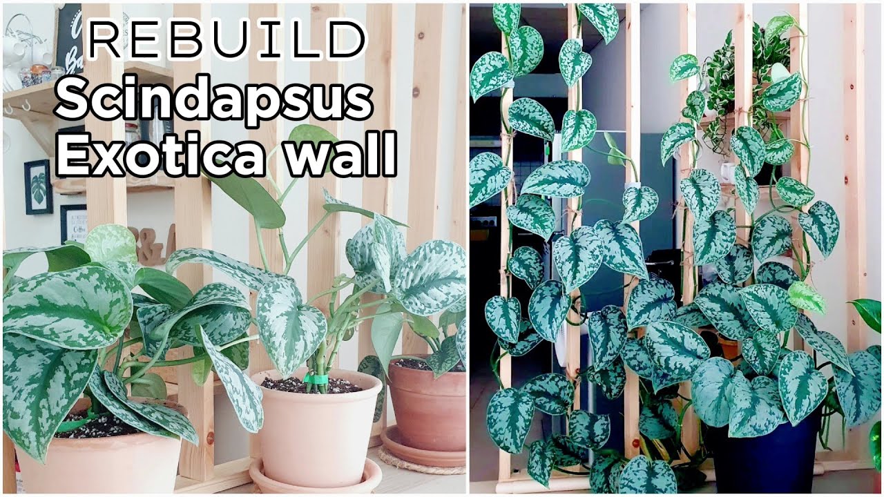 Indoor Garden Projects | Rebuilding Scindapsus Wall | Reviving a Dying ...