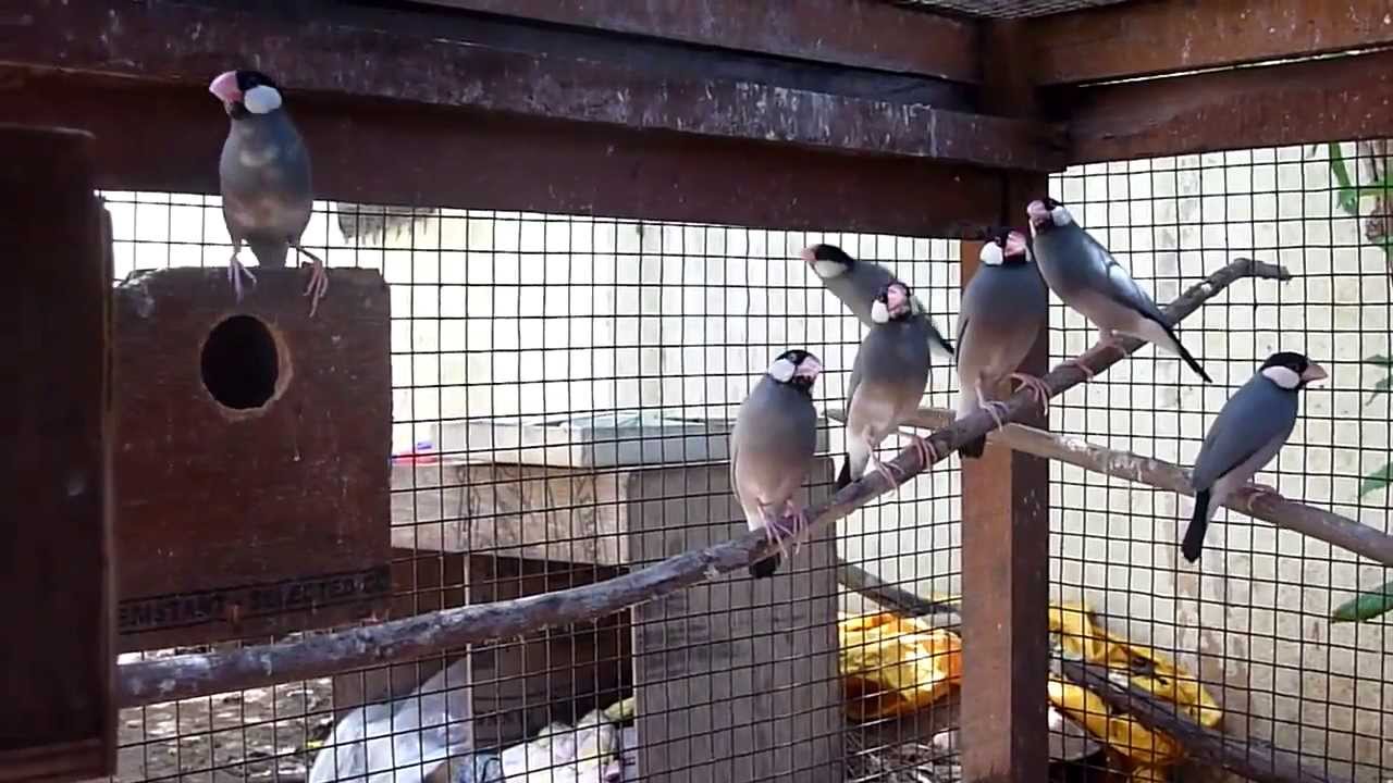Java Rice Finches - 3 - YouTube