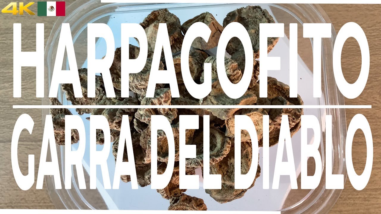 Harpagofito #benefits Garra del diablo 🌿 #plants #PlantasMedicinales ...
