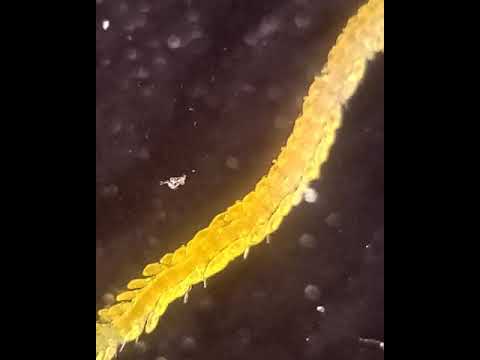 12-Phyllodocidae - YouTube
