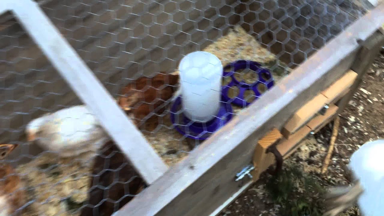 Moving the Chicks Outside - YouTube