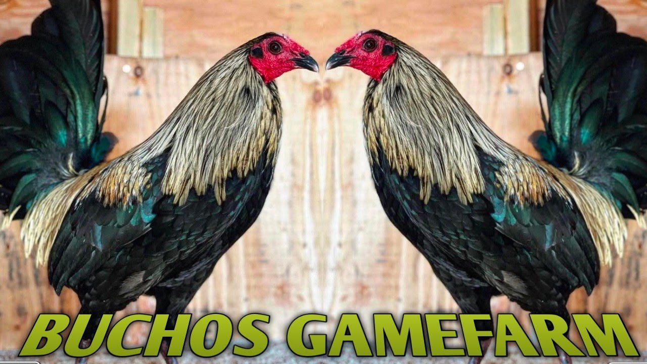 BUCHOS FARM - YouTube