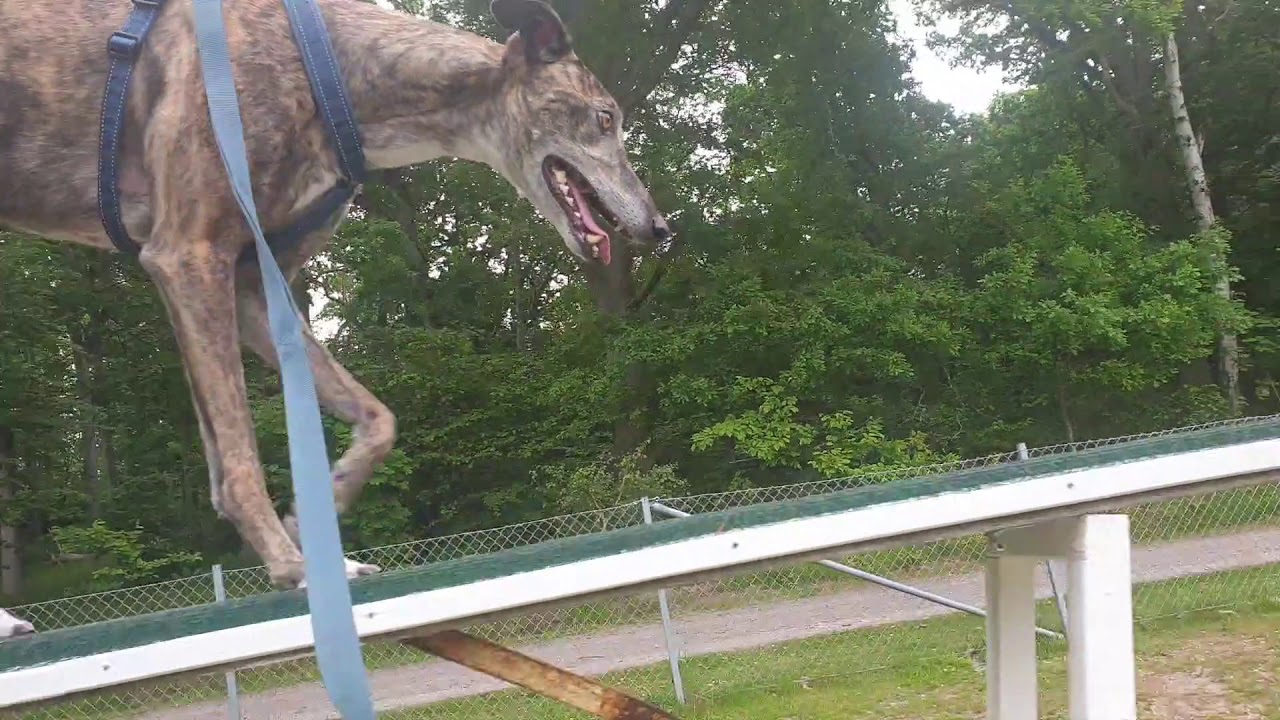 Brave greyhound doing agility - YouTube