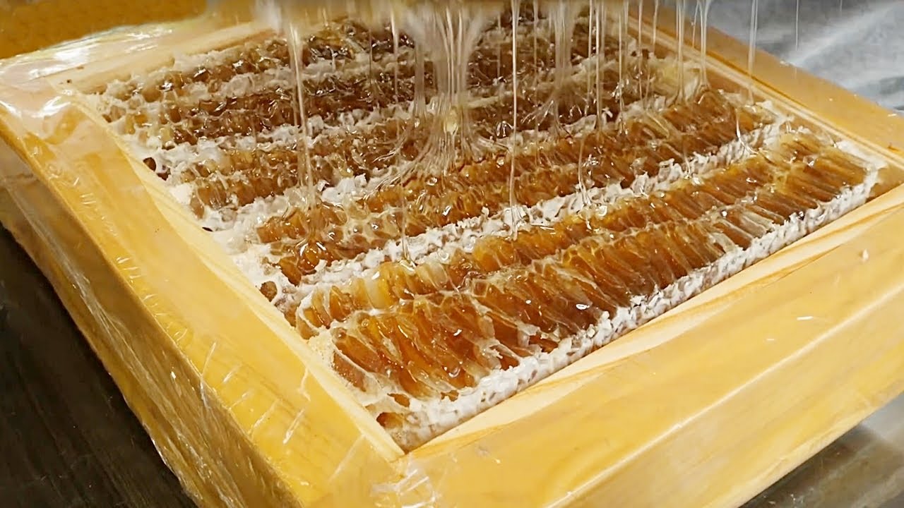 달콤한 천연 벌꿀 아이스크림 붕어빵 - 한국 명동 길거리음식 / honey Ice cream fish bread - Korean ...