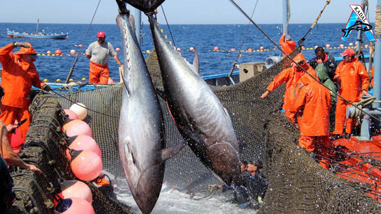 Live : Unbelievable Big Catch Fishing in The Deep Sea With Big Boat ...