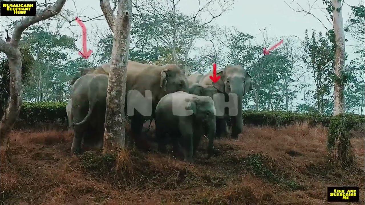 angry elephant herd:trying to chasing video - YouTube