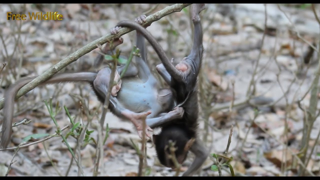 Woow!.. Moy and Pee, today, they are up in the tree enjoying some ...