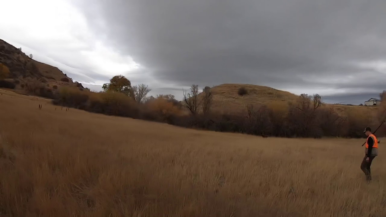 Sportsman’s Paradise Pheasant Hunt - Northern Utah - YouTube