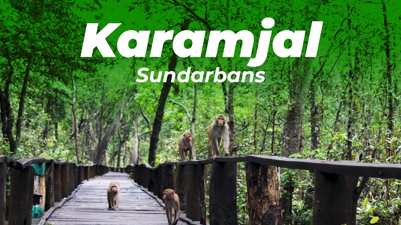 Karamjal || Tourist Place in Sundarbans - YouTube